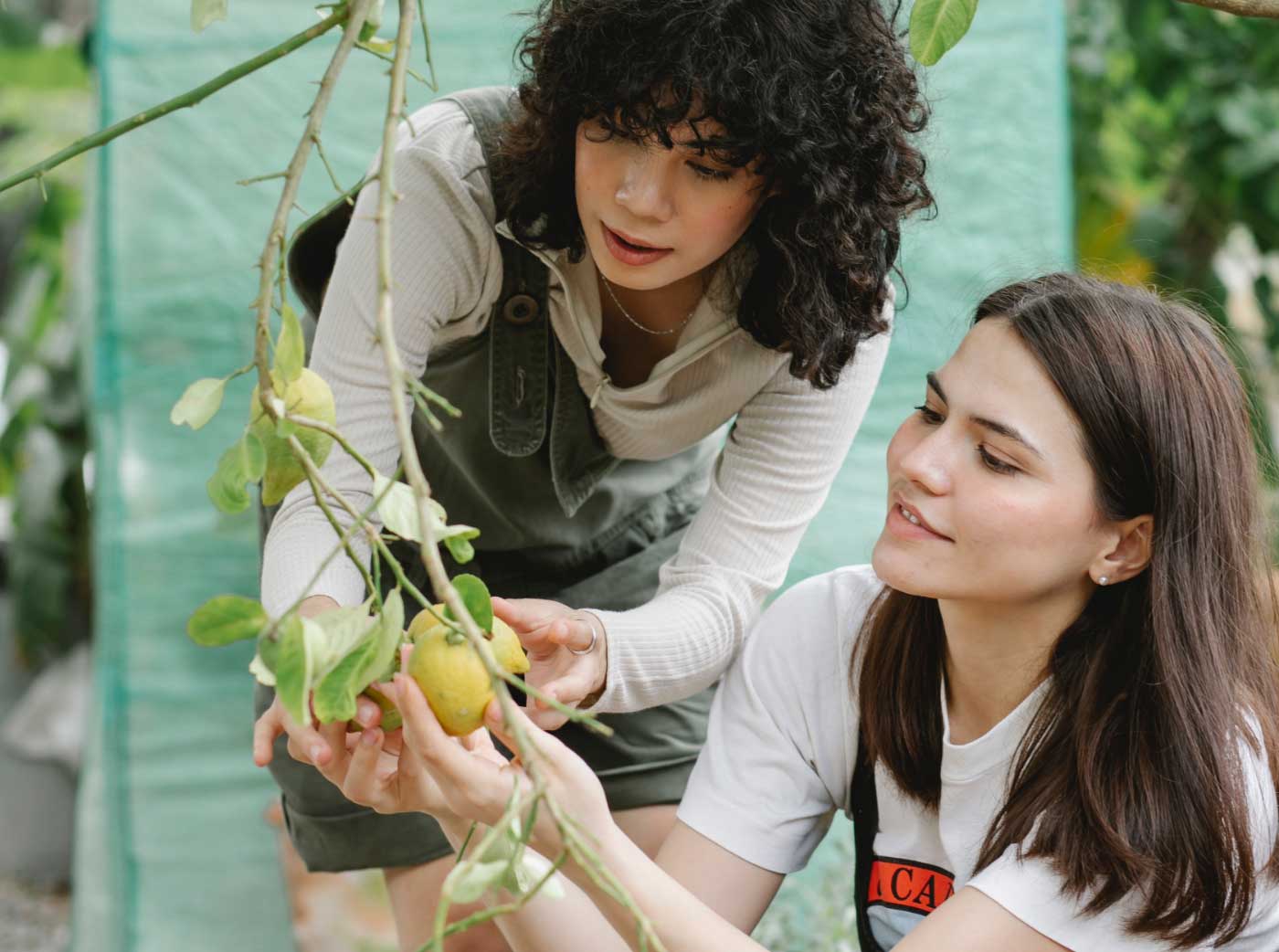Love plants – Farma Pod Magurou
